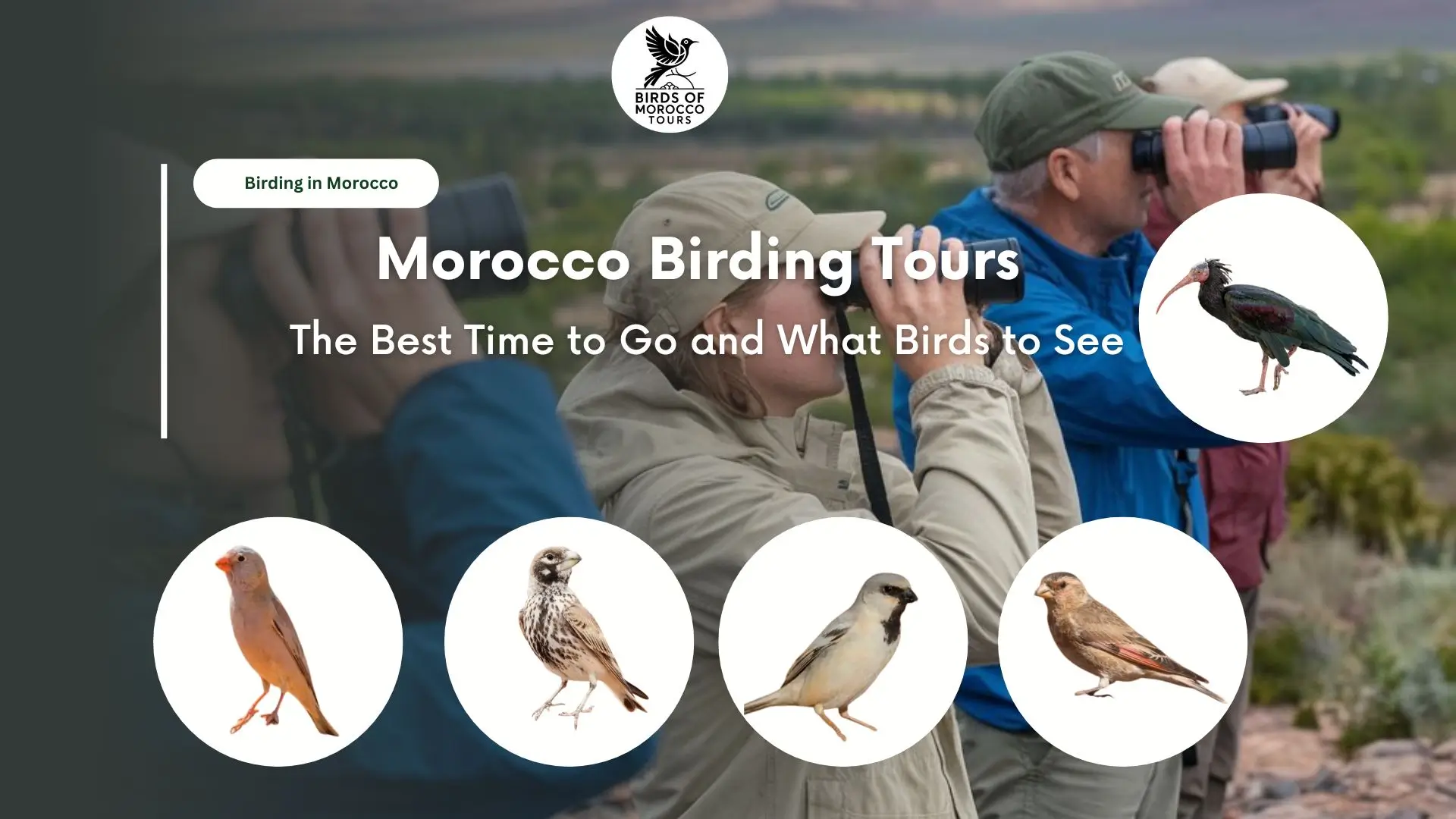 Morocco Birding Tours: The Best Time to Go and What Birds to See ...