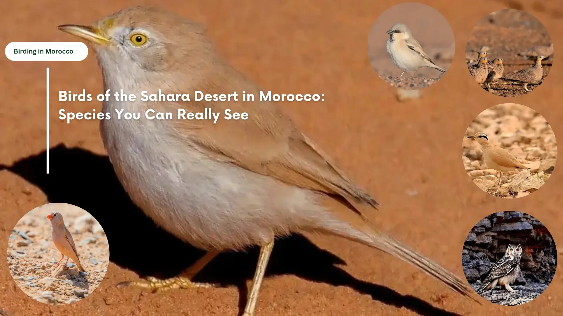Birds of the Sahara Desert in Morocco: Species You Can Really See