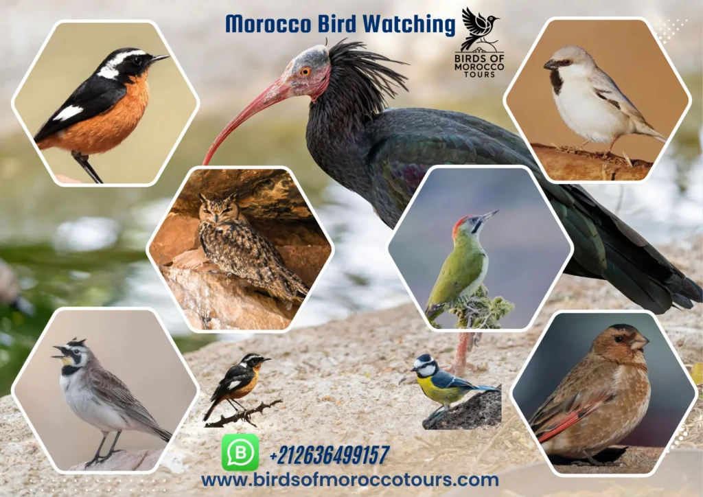 7 Day Birdwatching Tour in Morocco