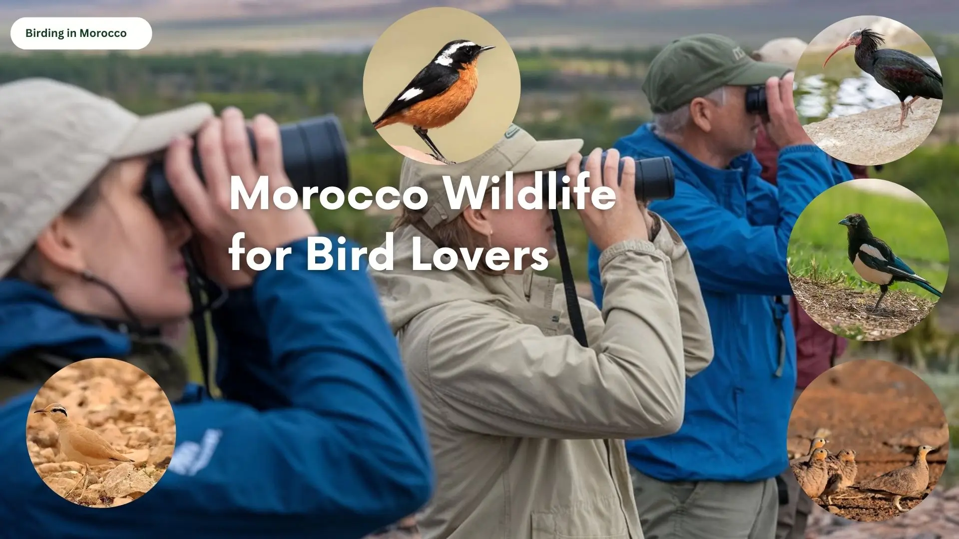 Morocco Wildlife for Bird Lovers ,Key Species